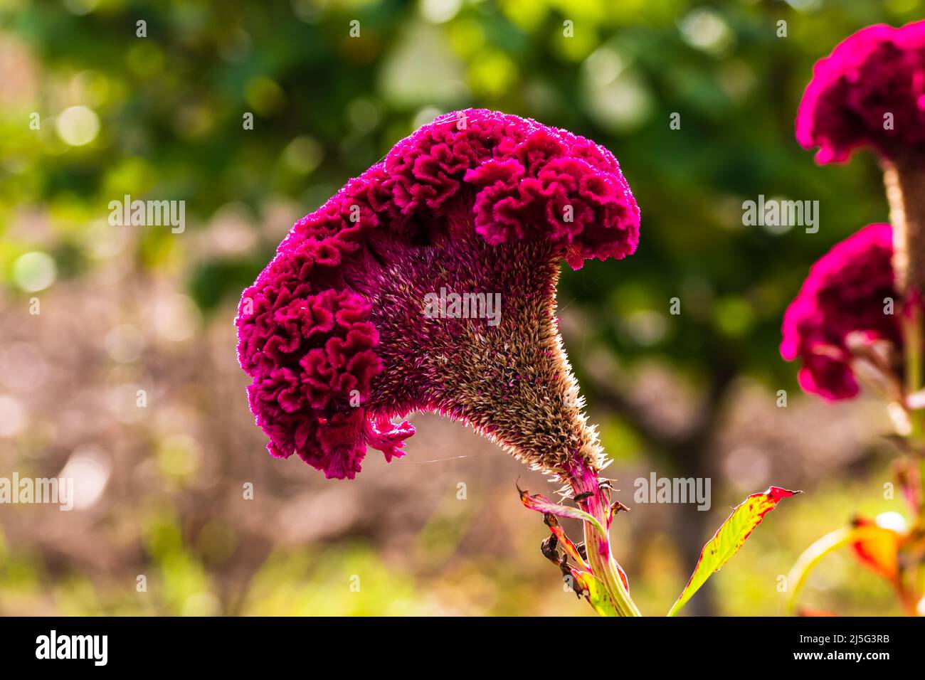 Isolated colorful Celosia cristata flower in garden. Close up of pink ...
