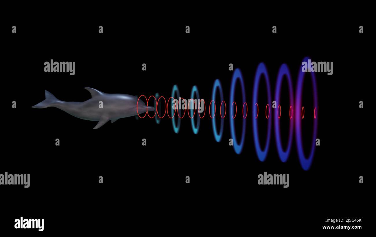 Dolphin emitting sonar , echolocation signals . 3d render illustration ...