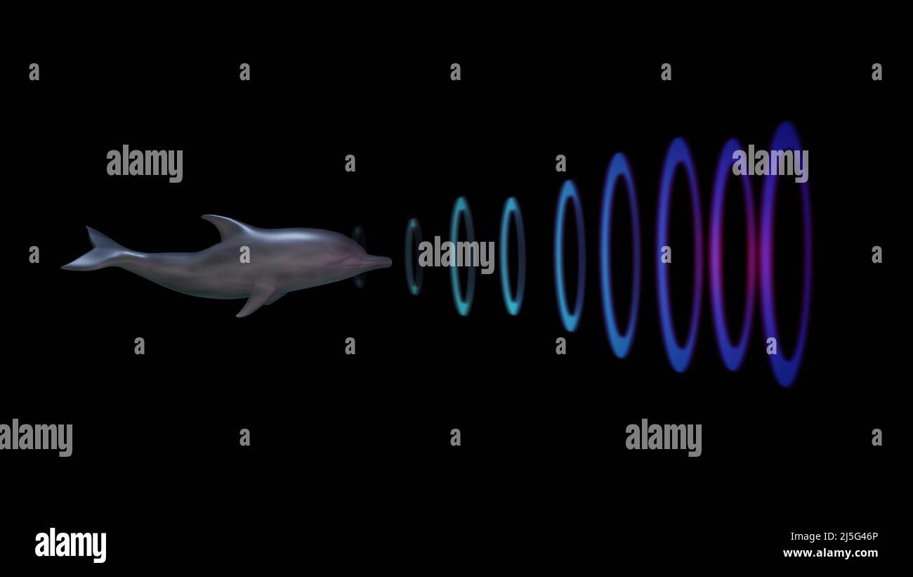 Dolphin emitting sonar , echolocation signals . 3d render illustration ...