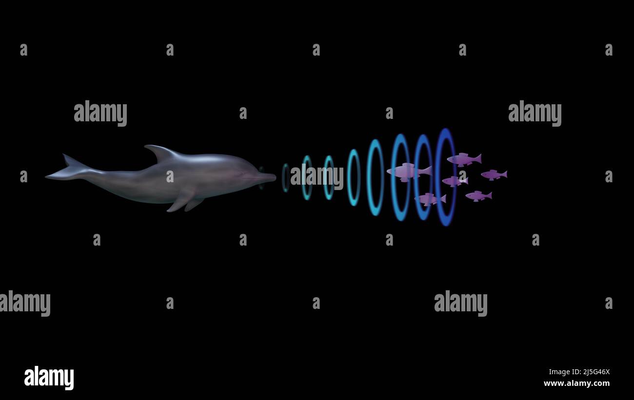 Dolphin emitting sonar , echolocation signals . 3d render illustration ...