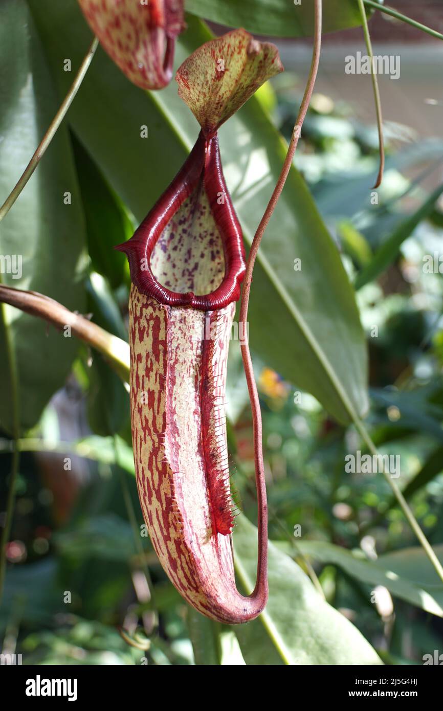 Red leaf ribs hi-res stock photography and images - Alamy