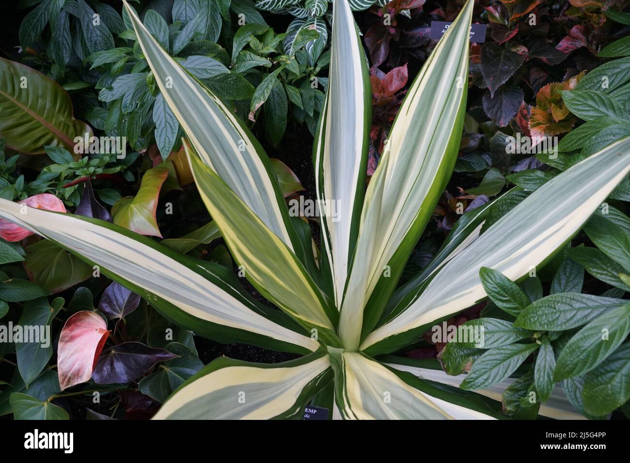 Furcraea hi-res stock photography and images - Alamy