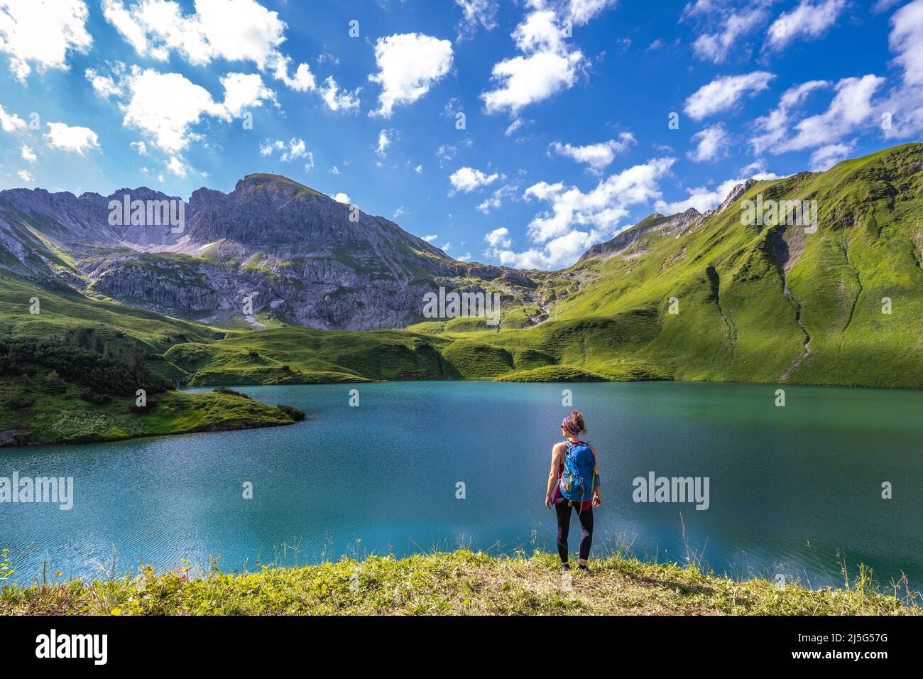 A cows nose smells some food = Stock Photo - Alamy