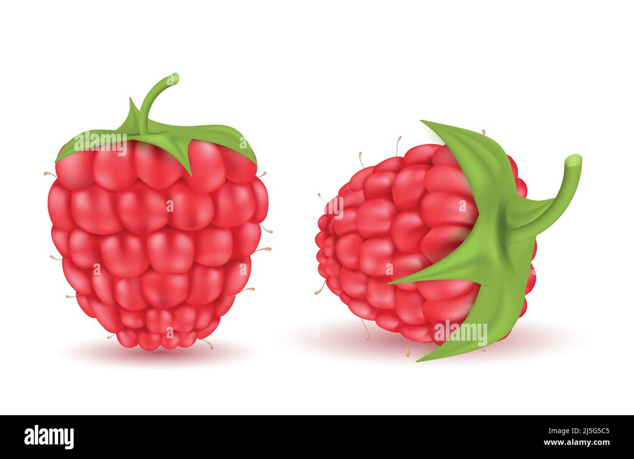 Vector realistic red ripe raspberries isolated on background. Natural ...
