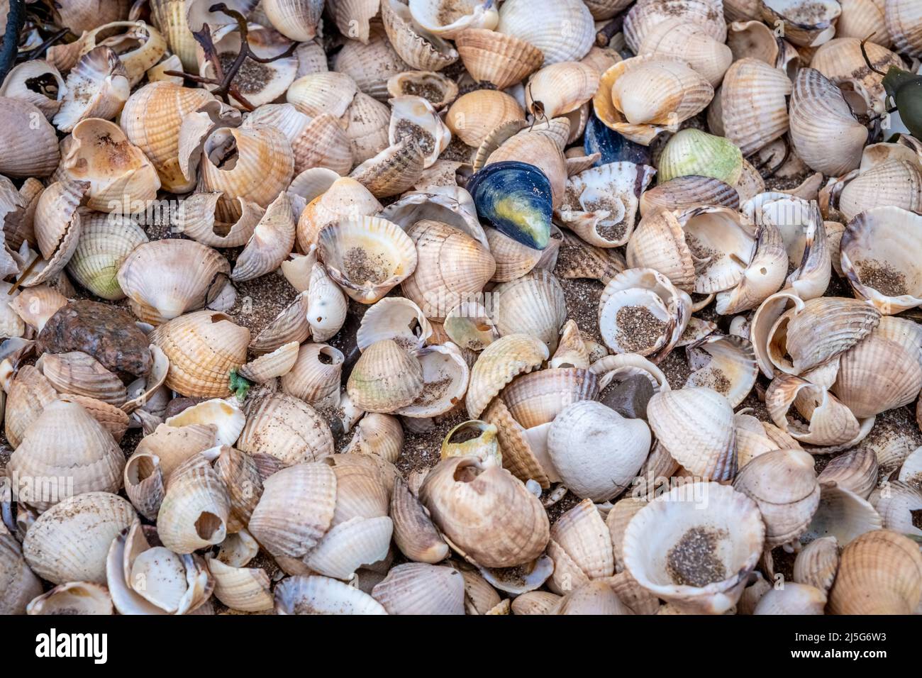 Close up of colourful old shells on a beach of various shapes and sizes ...