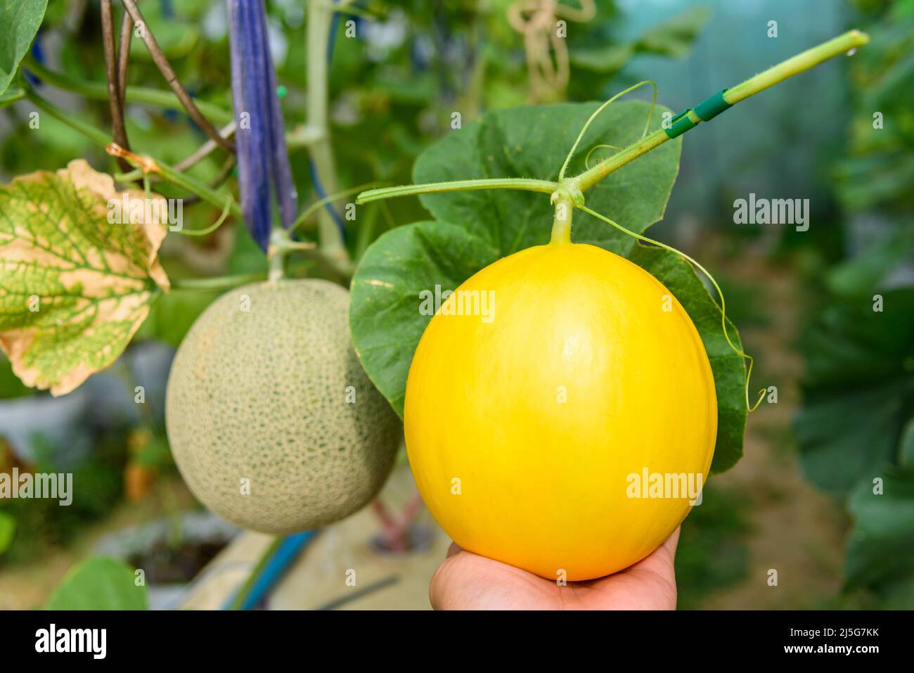 Fresh golden melon in farm Stock Photo - Alamy