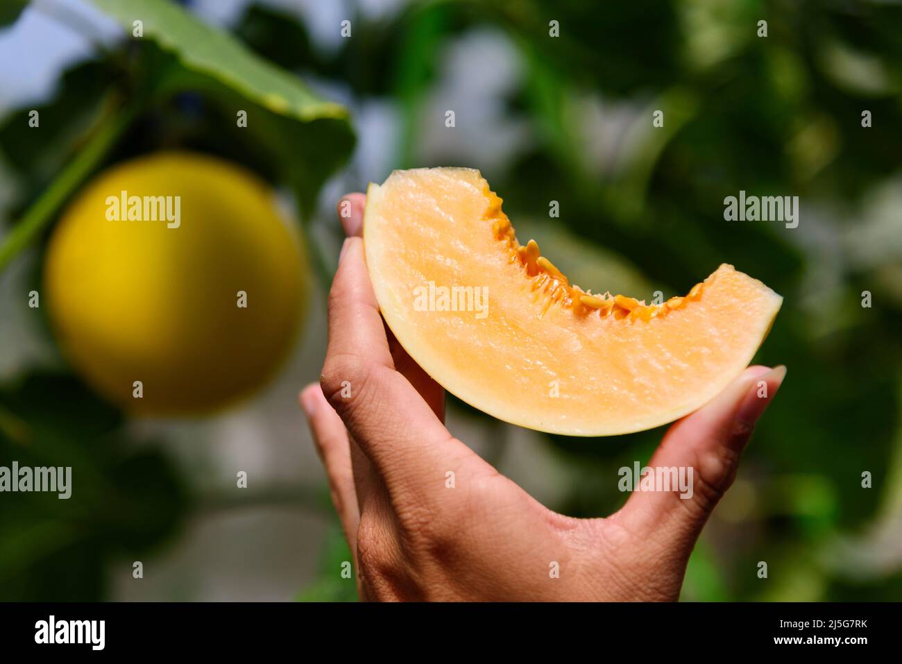 Fresh golden melon in farm Stock Photo - Alamy