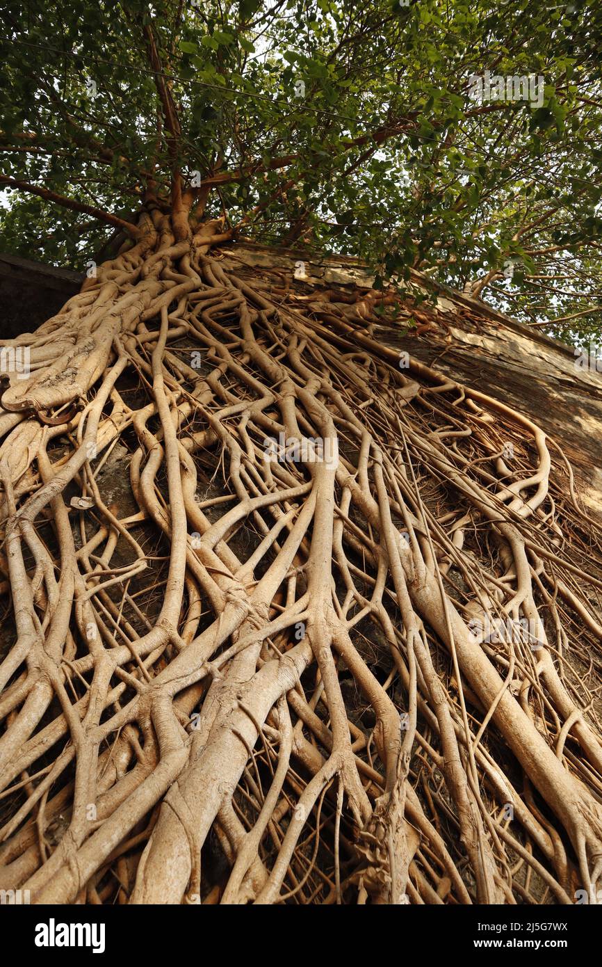 The root of a Banyan tree climbing over an old broken building Stock ...