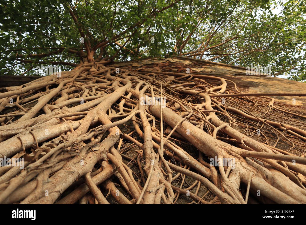 The root of a Banyan tree climbing over an old broken building Stock ...