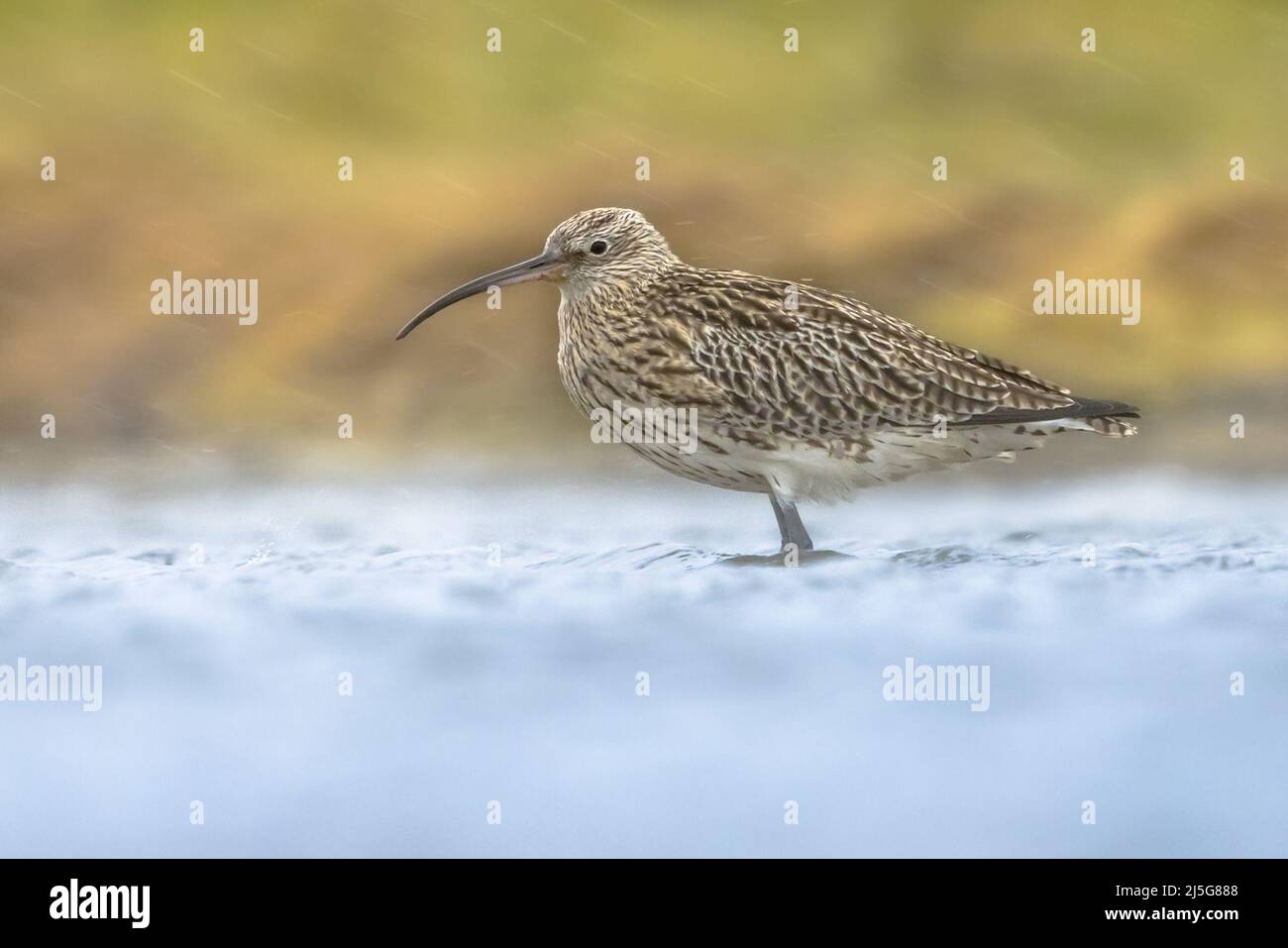 Eurasian curlew or common curlew (Numenius arquata) stilt bird wading ...