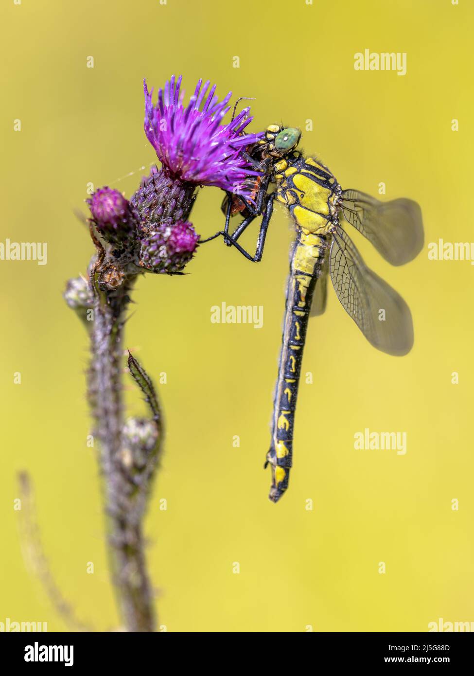 Gomphidae hi-res stock photography and images - Alamy