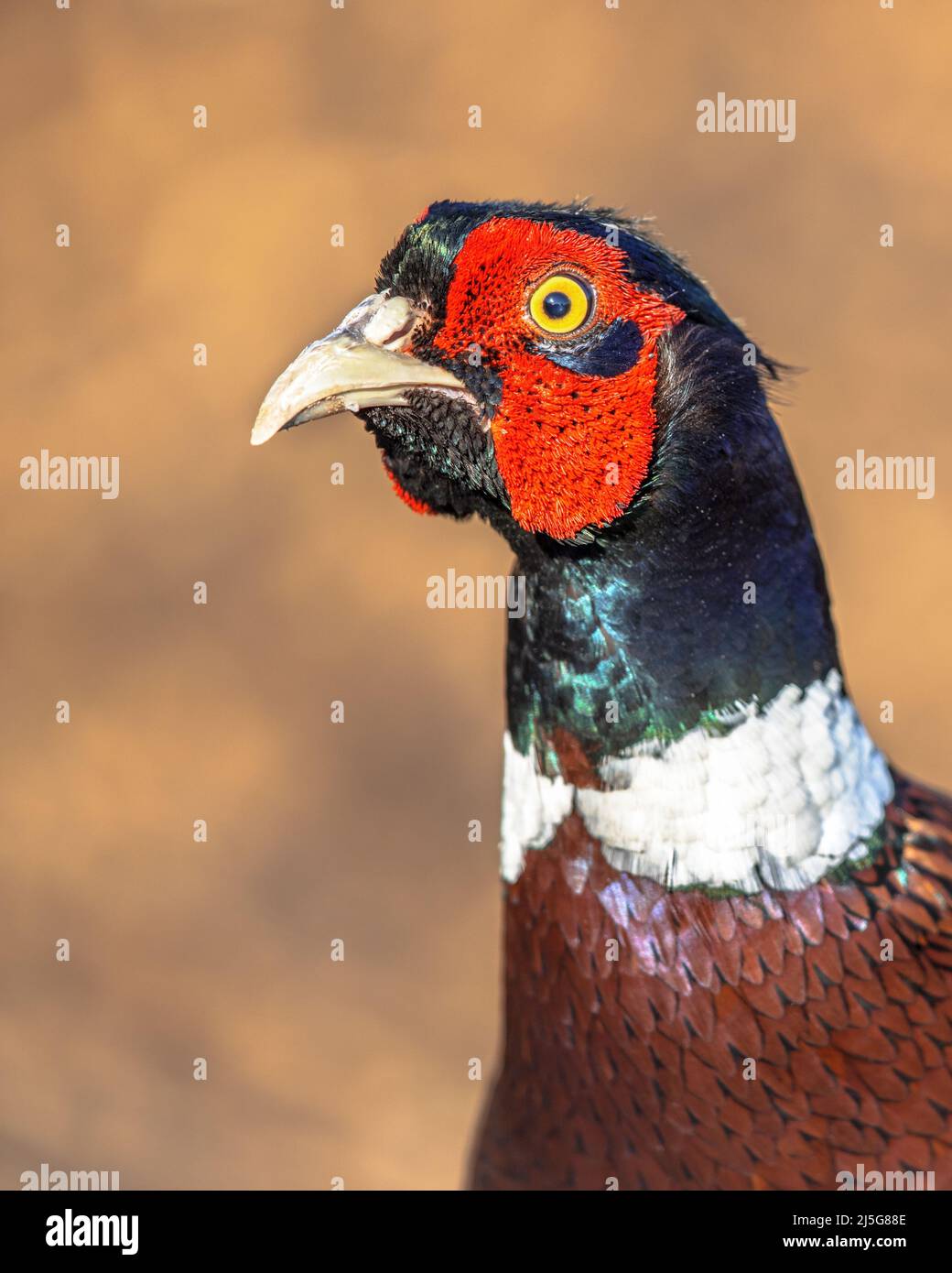 Common Pheasant (Phasianus colchicus) portrait.This bird is native to ...