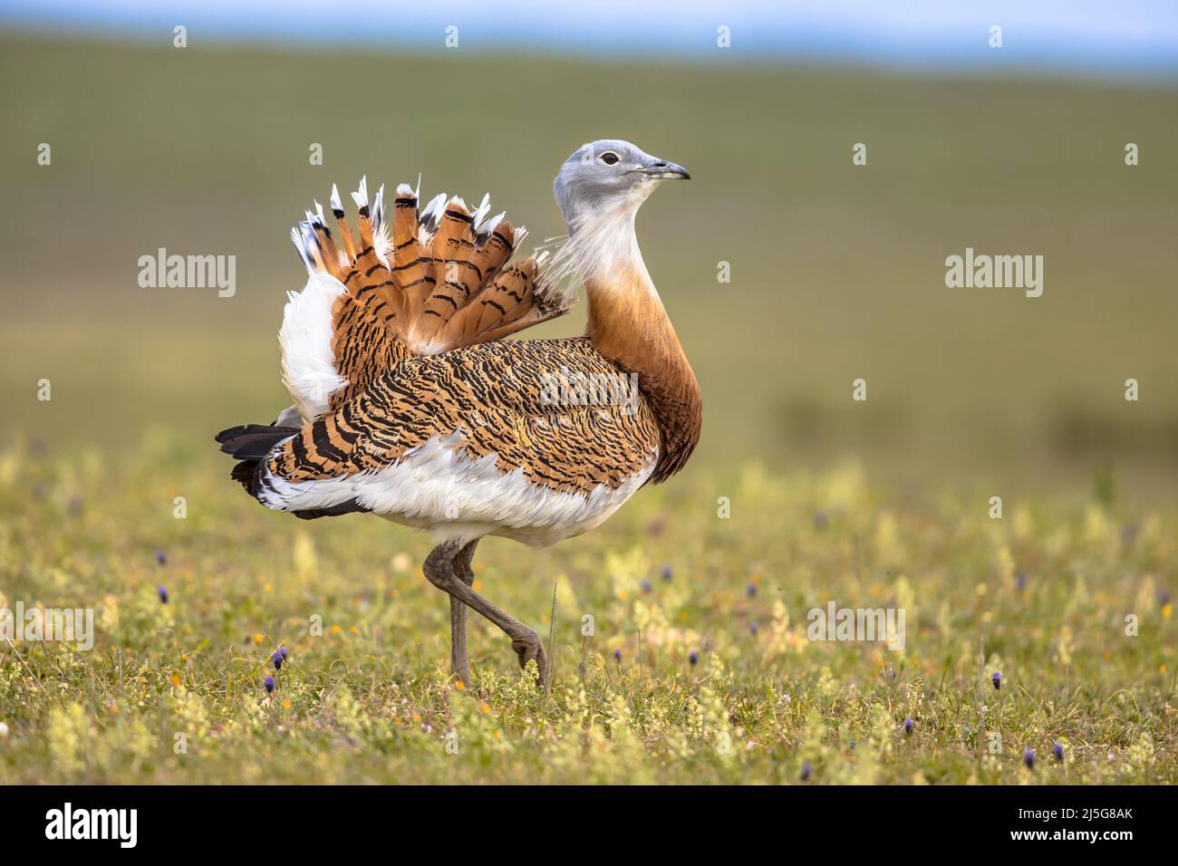Great Bustard (Otis tarda) in Open Grassland with Flowers in ...