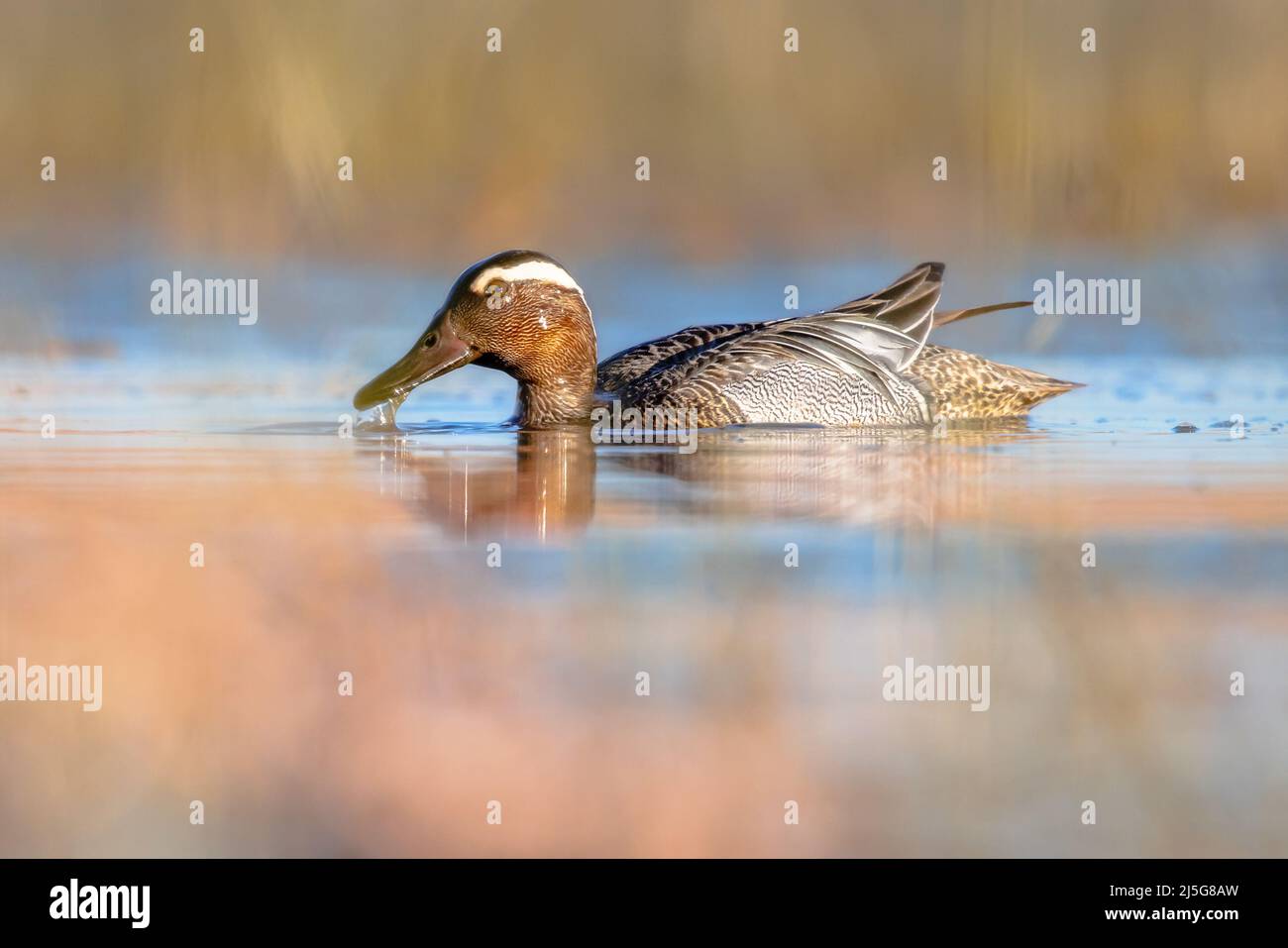 Dabbling duck hi-res stock photography and images - Alamy