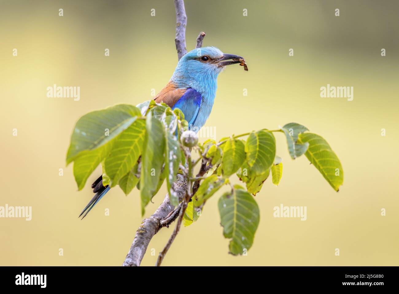 Europese troupant hi-res stock photography and images - Alamy
