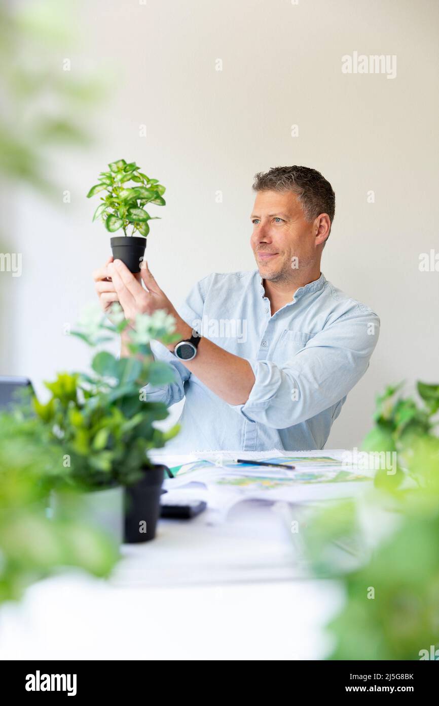 Landscape designer, gardener, architect with blue shirt sits at desk ...