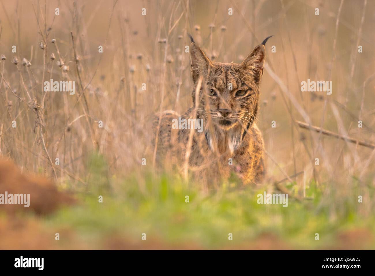 Iberian Lynx (Lynx pardinus) is a Wild Cat Species Endemic to the ...