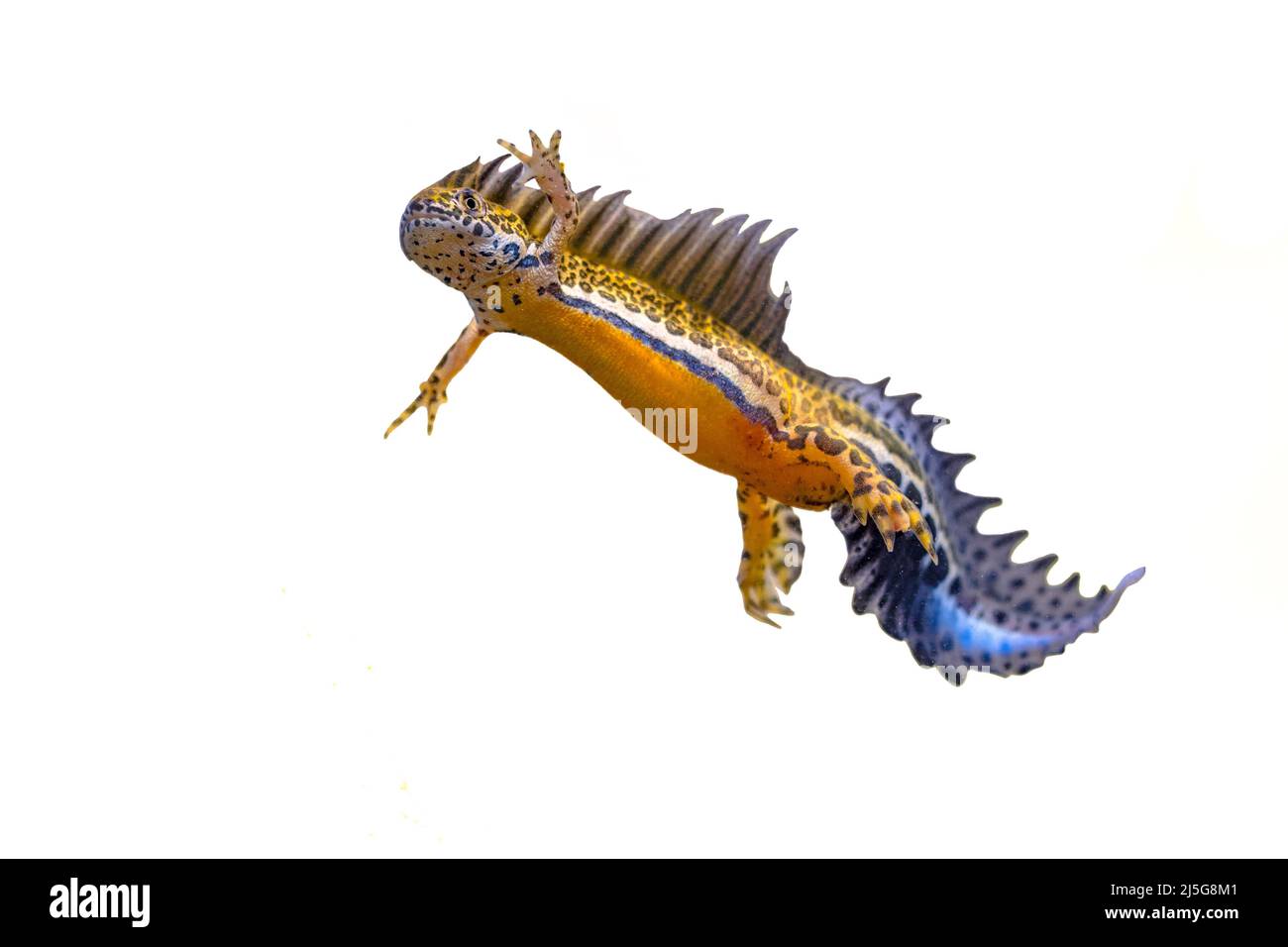 Southern banded newt (Ommatotriton vittatus) male aquatic amphibian ...