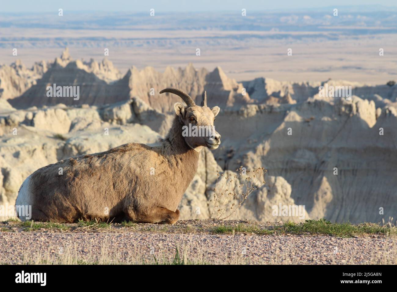 Mountain Goat Sitting on ledge, Badlands National Park, South Dakota ...