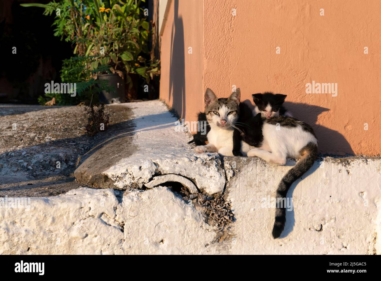 A female cat sunbathing with her kittens Stock Photo - Alamy