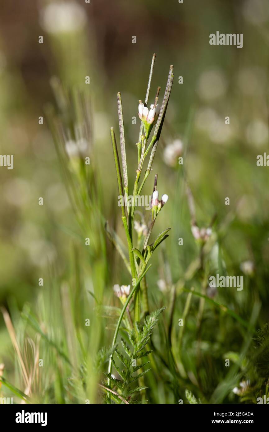 Spring - flowers, buds, young shoots of plants coming to life, a symbol ...