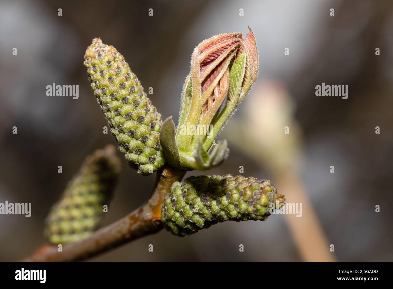 Walnut blooms hi-res stock photography and images - Alamy