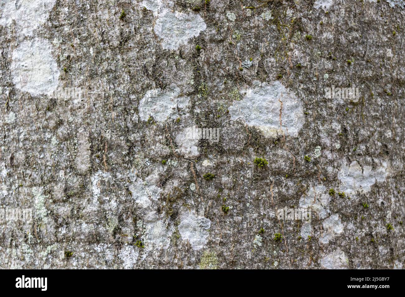 Close-up texture of grey beech tree bark with white spots of lichen ...