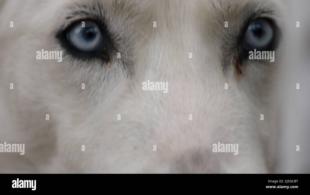 Dogs are kind and loyal animals Stock Photo - Alamy