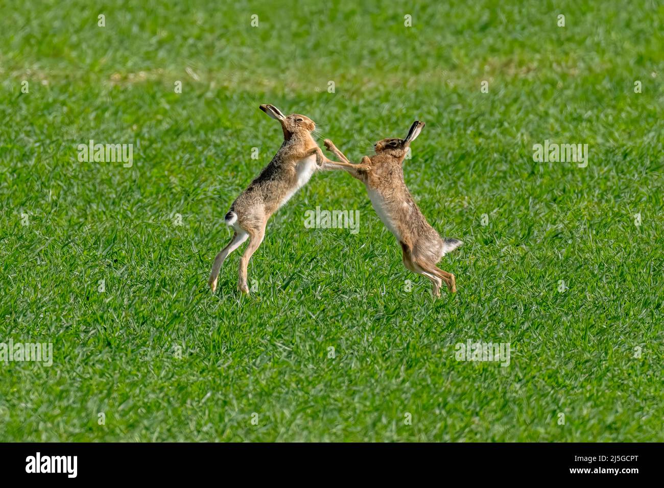 Mating hares hi-res stock photography and images - Alamy