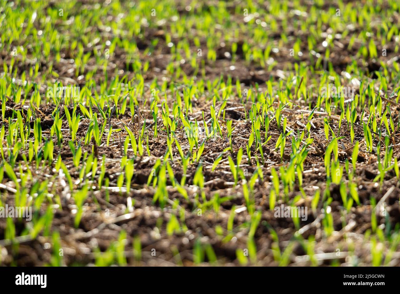 Winter grain sprouting and growing on a field Stock Photo - Alamy