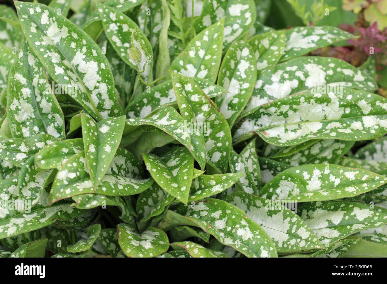 Spotted leaves of lungwort, Pulmonaria unknown species, in close up ...