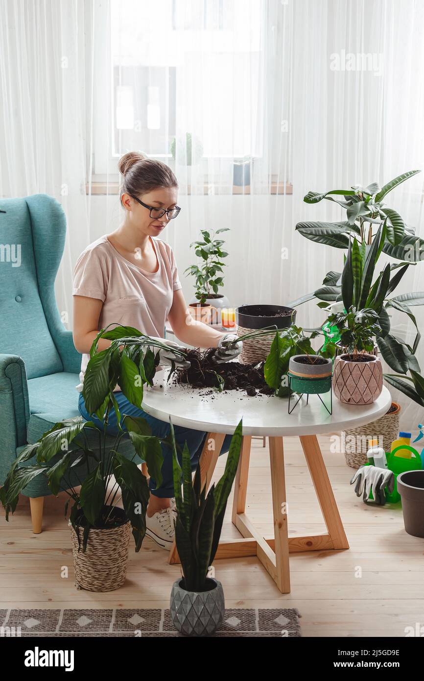 Plant transplant, woman care houseplant and transplanting plant into a ...