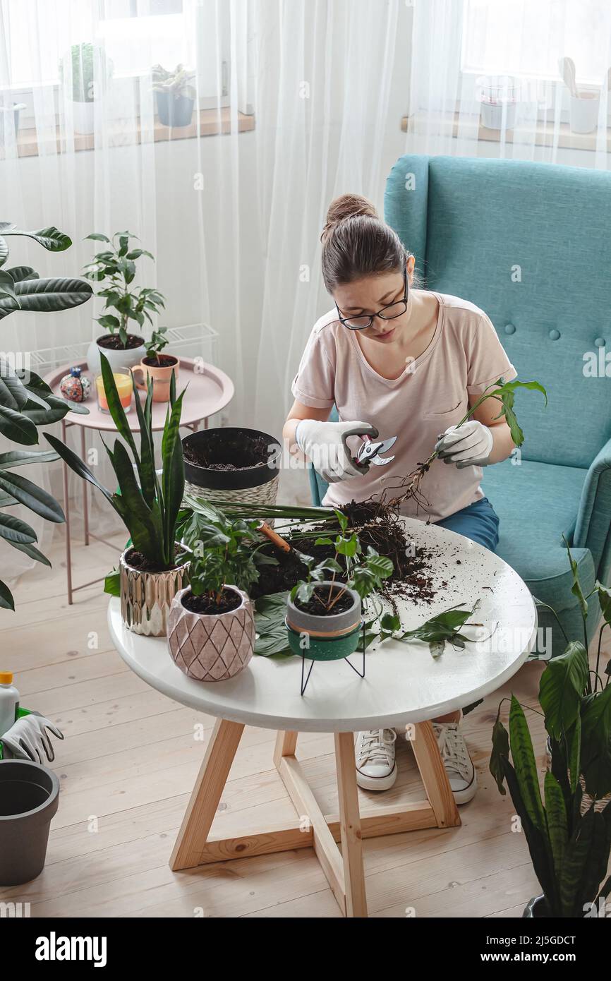 Plant transplant, woman care houseplant and transplanting plant into a ...