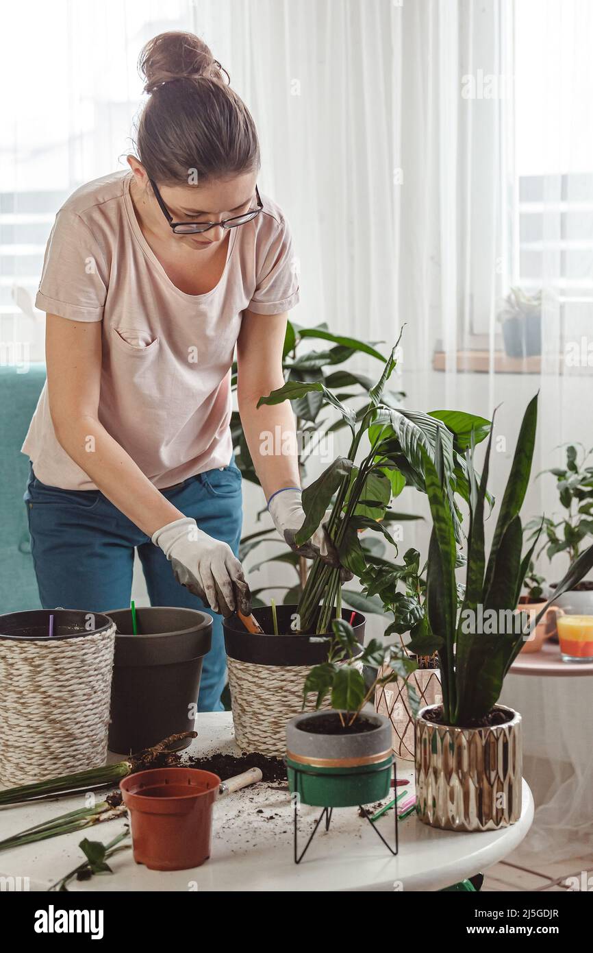 Plant transplant, woman care houseplant and transplanting plant into a ...