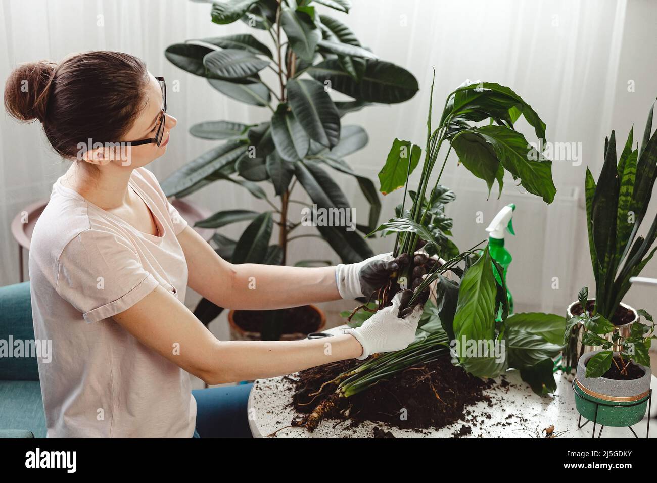 Plant transplant, woman care houseplant and transplanting plant into a ...
