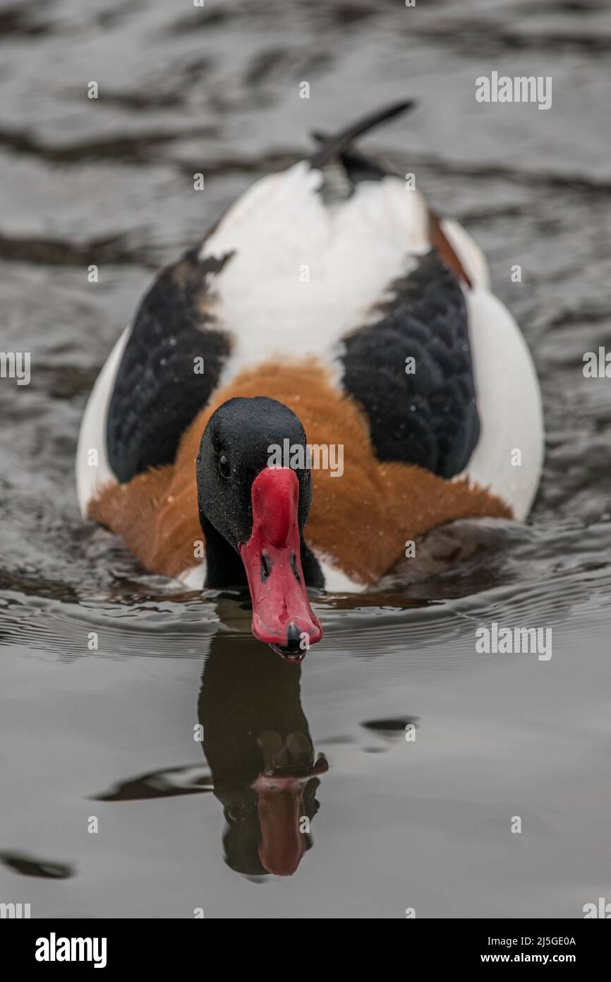 Red beaked duck hi-res stock photography and images - Alamy