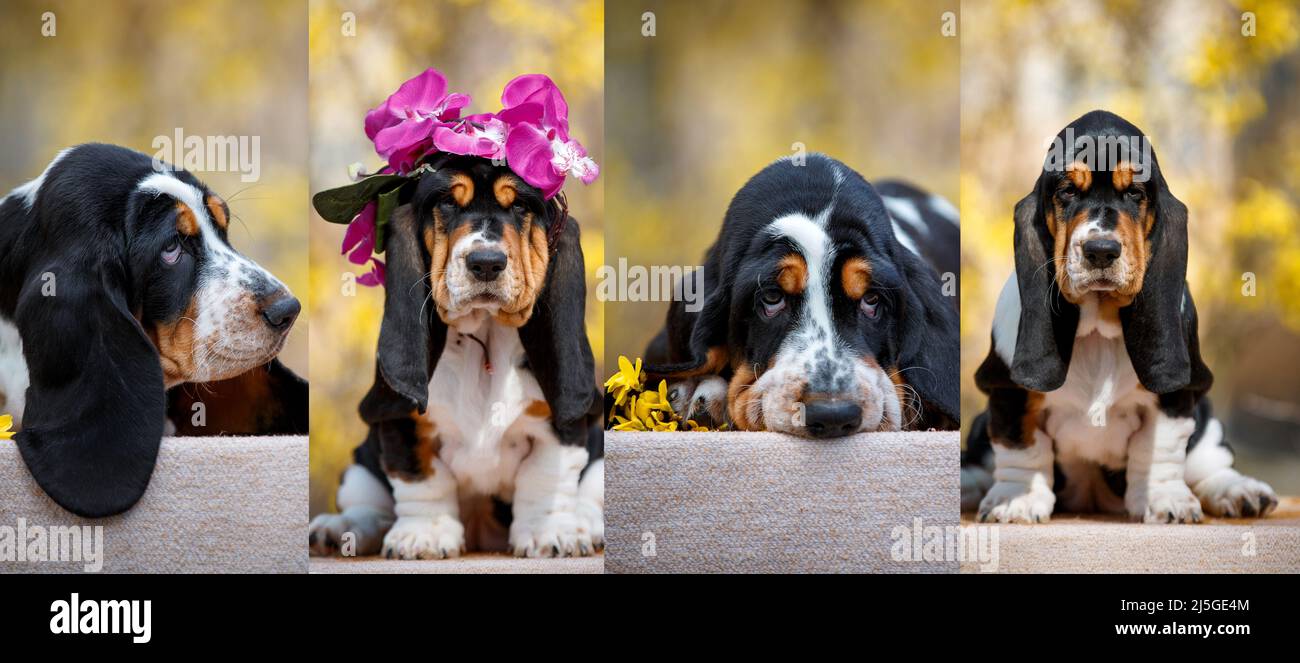 Cute basset hound puppy with fall on background with wreath on his head ...