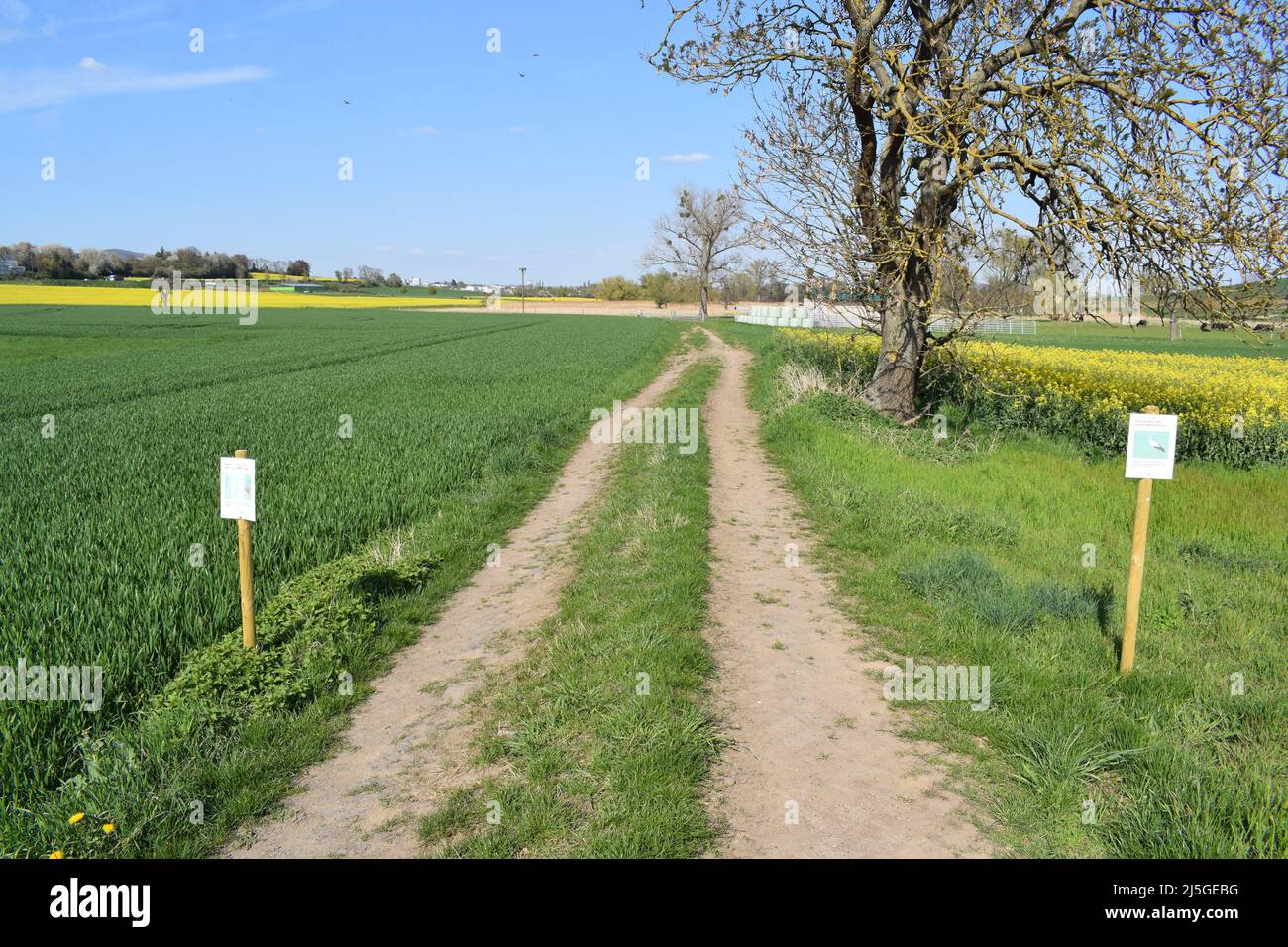 stork nest warning sign at a dirt road, don't approach the nest Stock ...