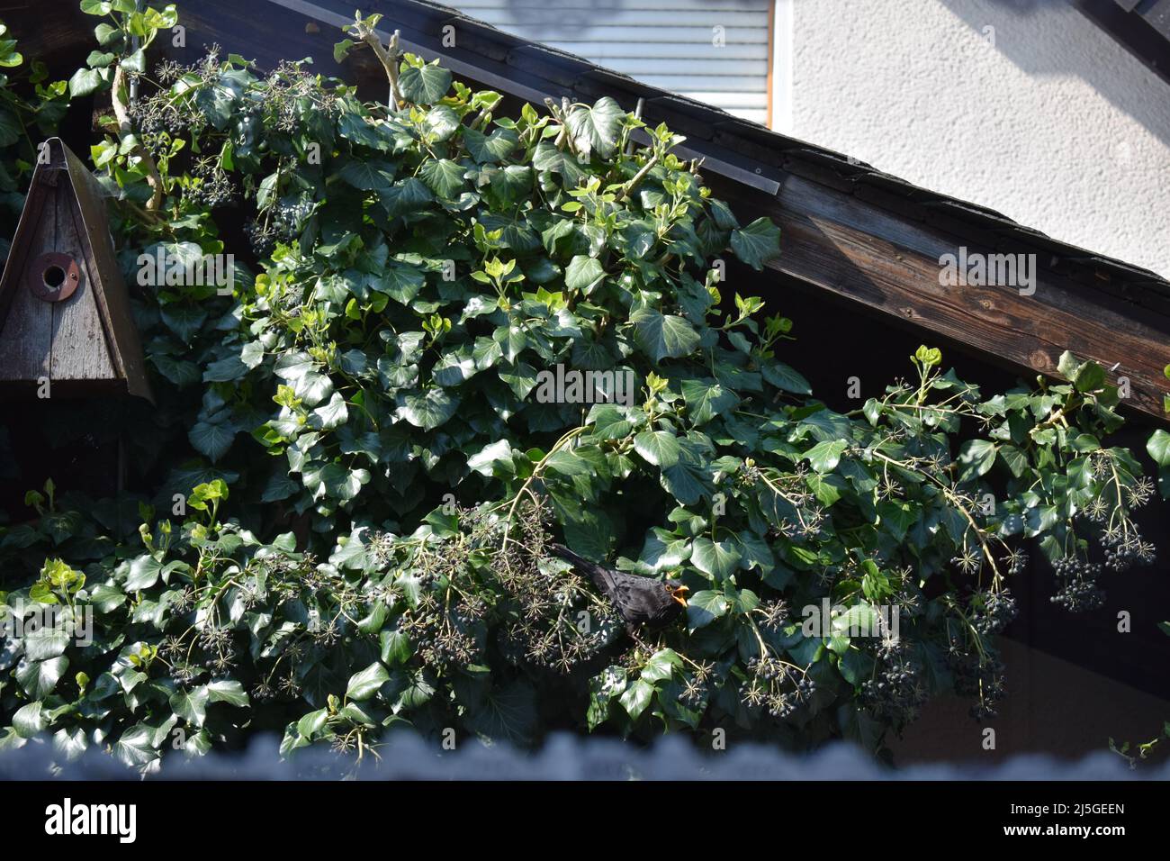 blackbird in the ivy, bird having lunch Stock Photo - Alamy