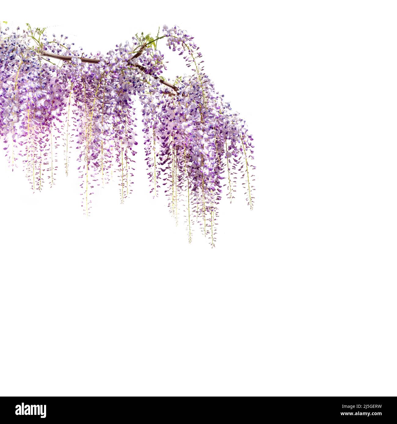 Wisteria flowers branch isolated on white, copy space, ideal for ...