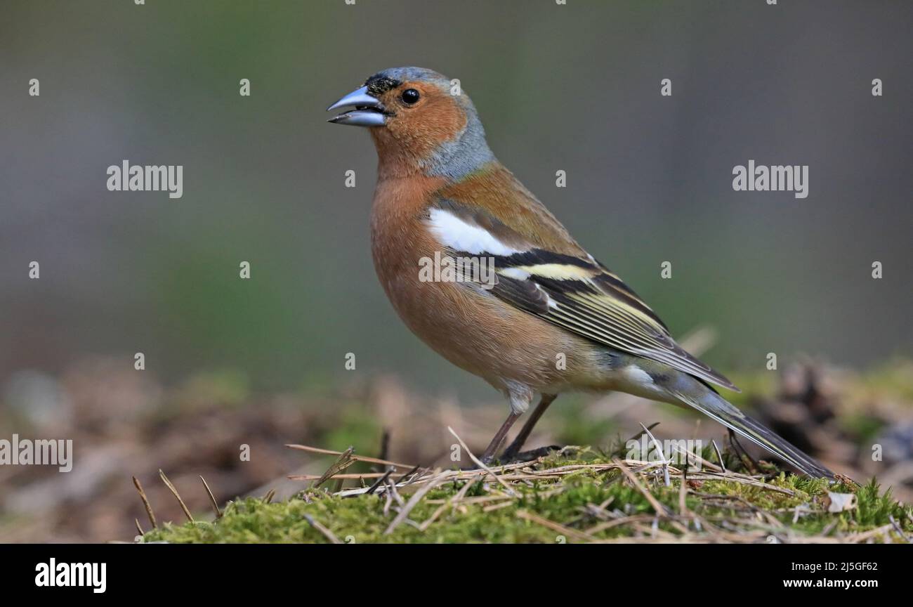 Common chaffinch male hi-res stock photography and images - Alamy