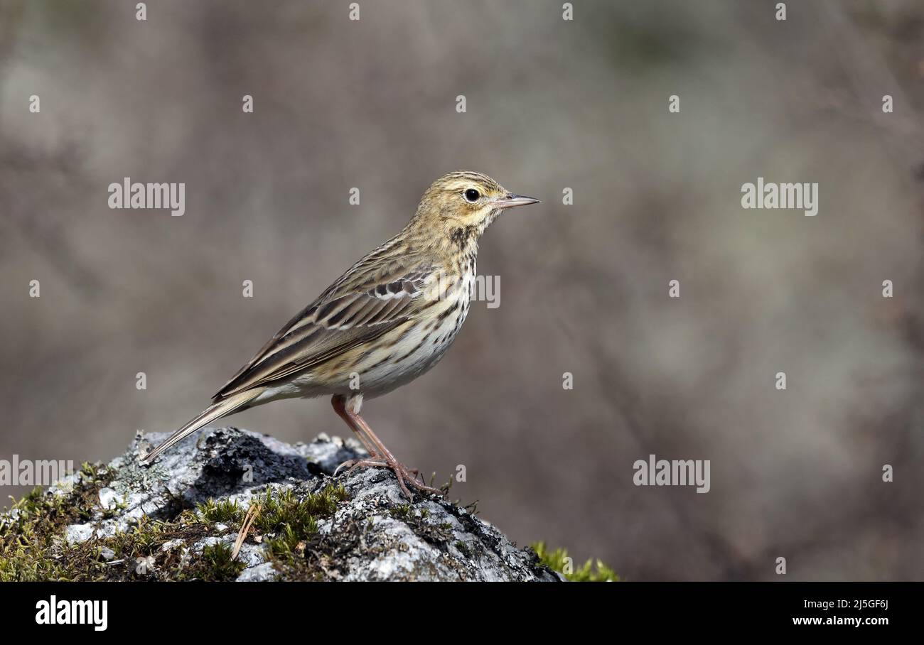 Tree pipit standing on rock Stock Photo - Alamy
