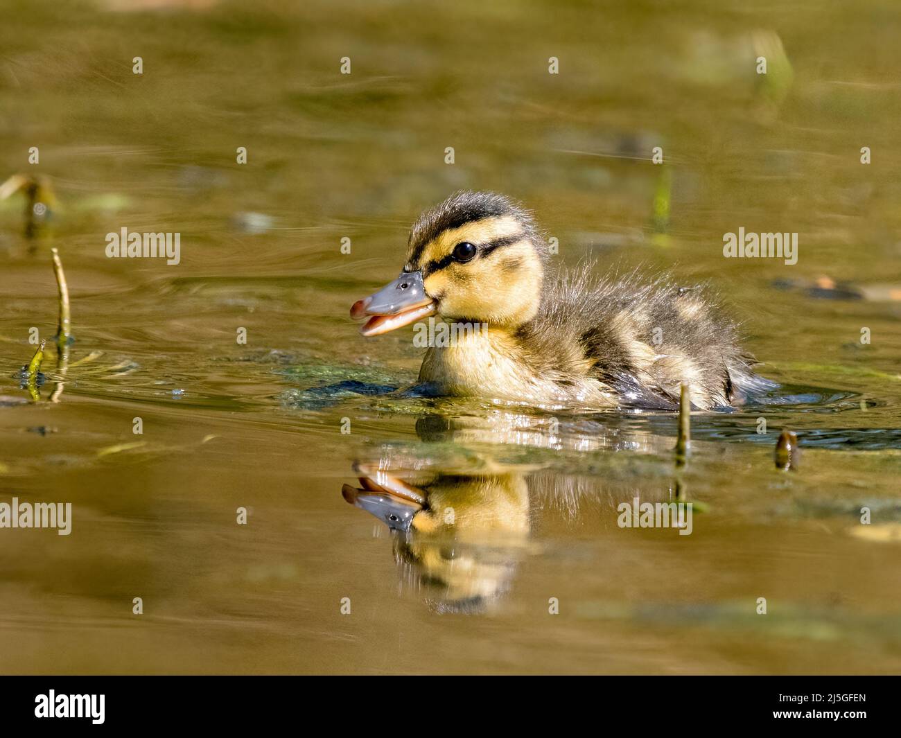 Mallard ducklings in spring sunshine in mid Wales Stock Photo - Alamy