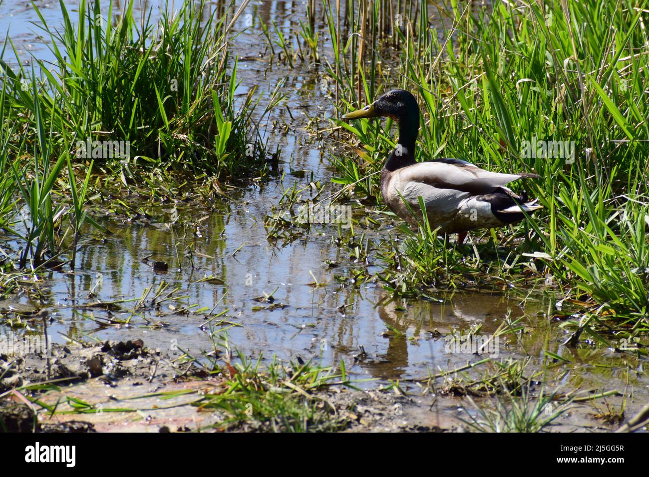 male duck in a swamp lake Stock Photo - Alamy