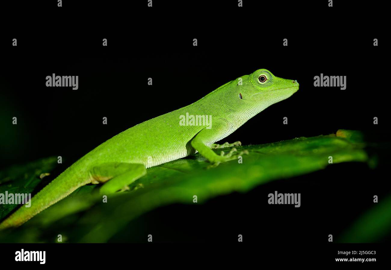 Green Tree Anole (Norops biporcatus), Uvita, Costa Rica, Central ...