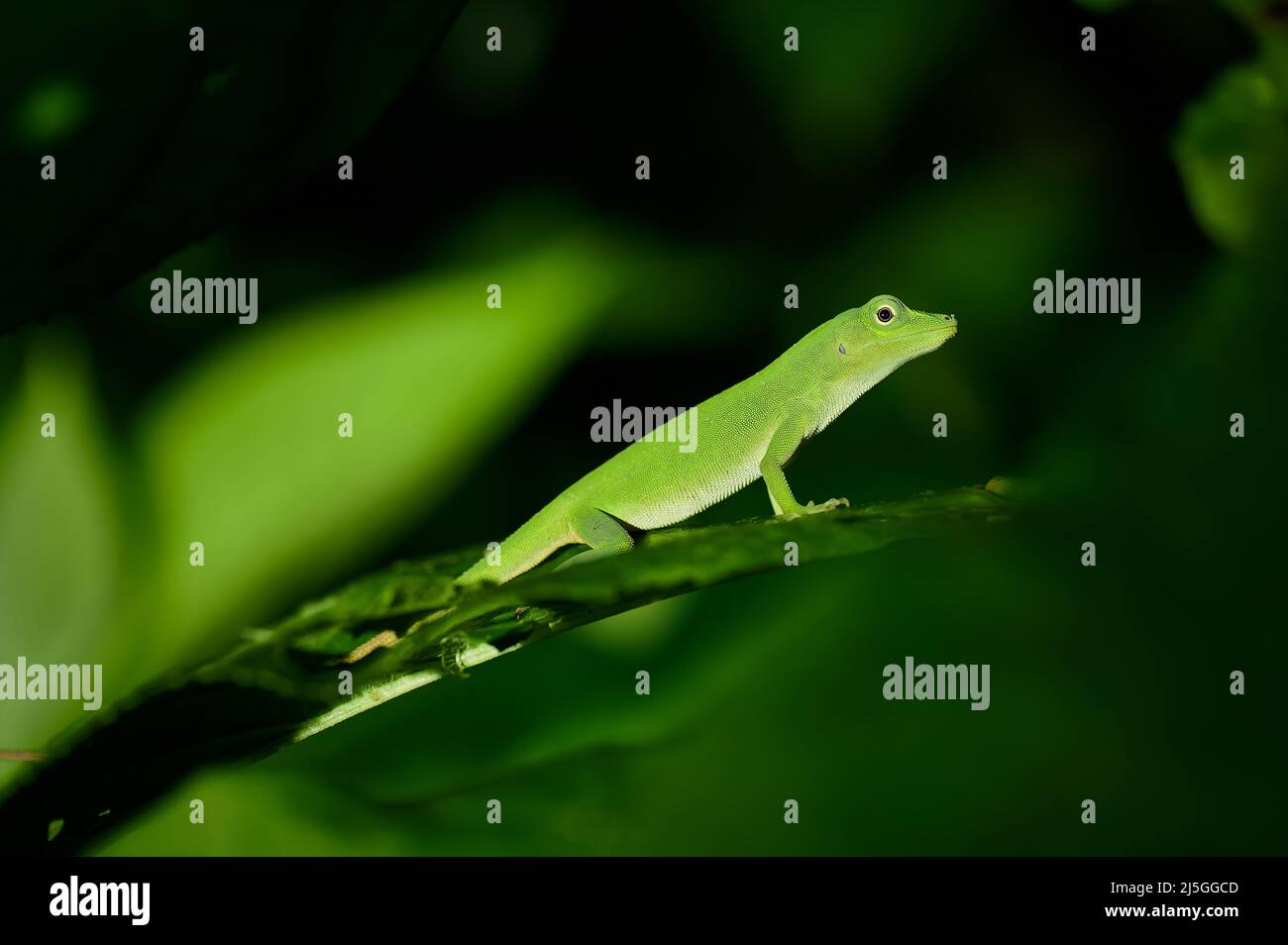 Green Tree Anole (Norops biporcatus), Uvita, Costa Rica, Central ...