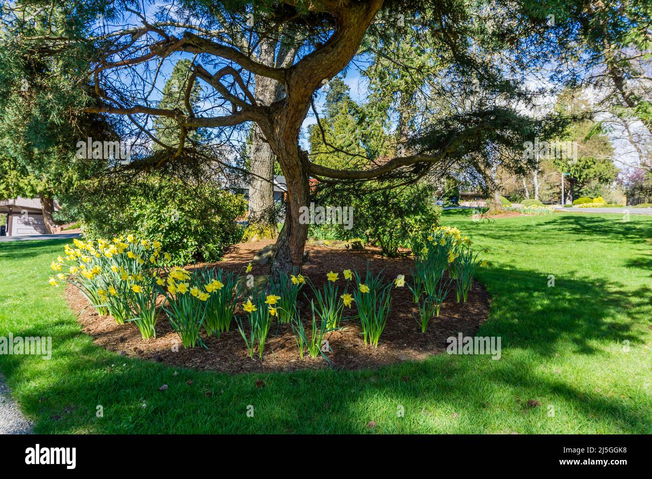 Daffodils circle a tree in Normandy Park, Washington Stock Photo - Alamy