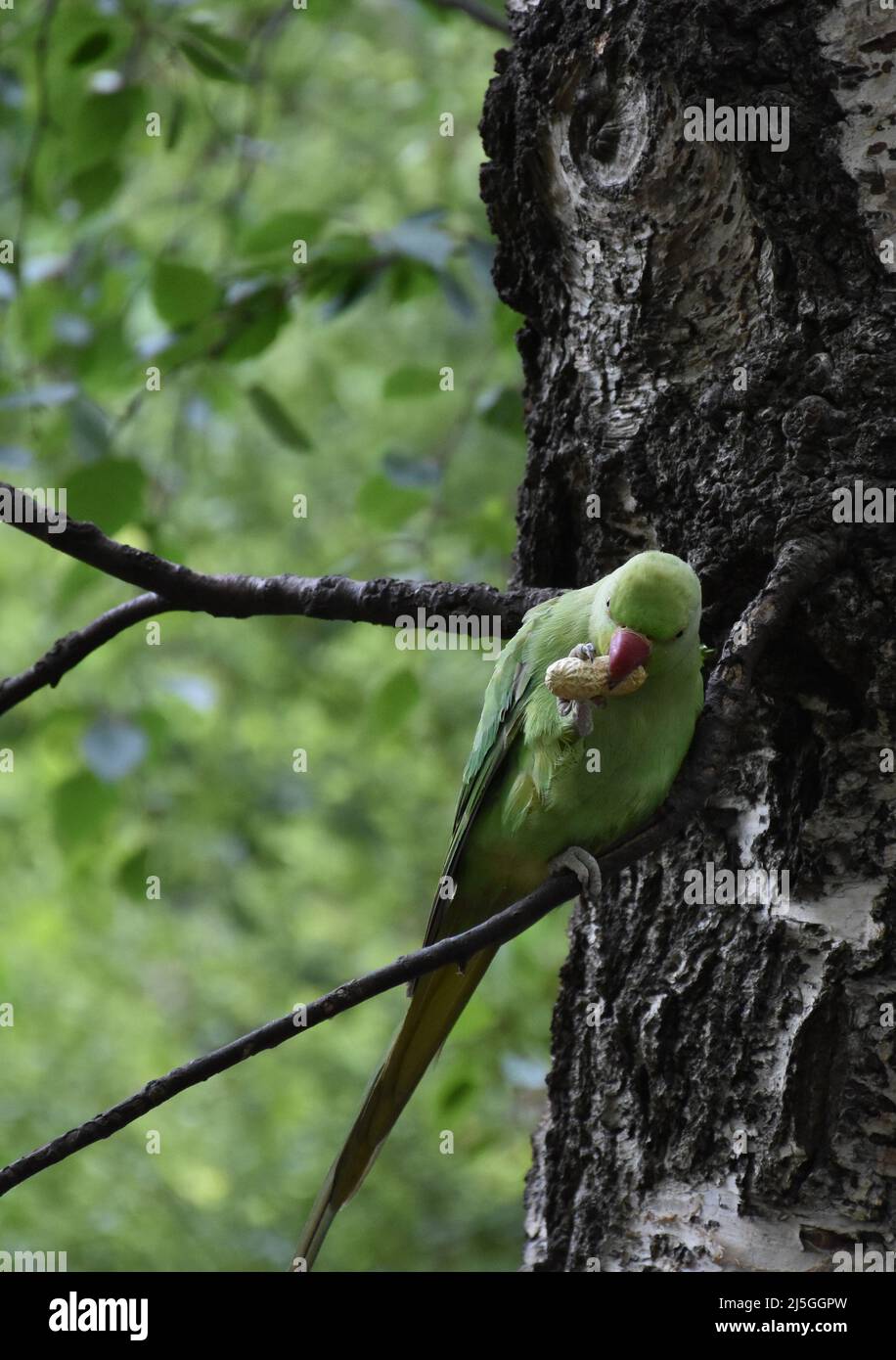 Pretty green parrot holding a peanut in his beak and foot Stock Photo ...