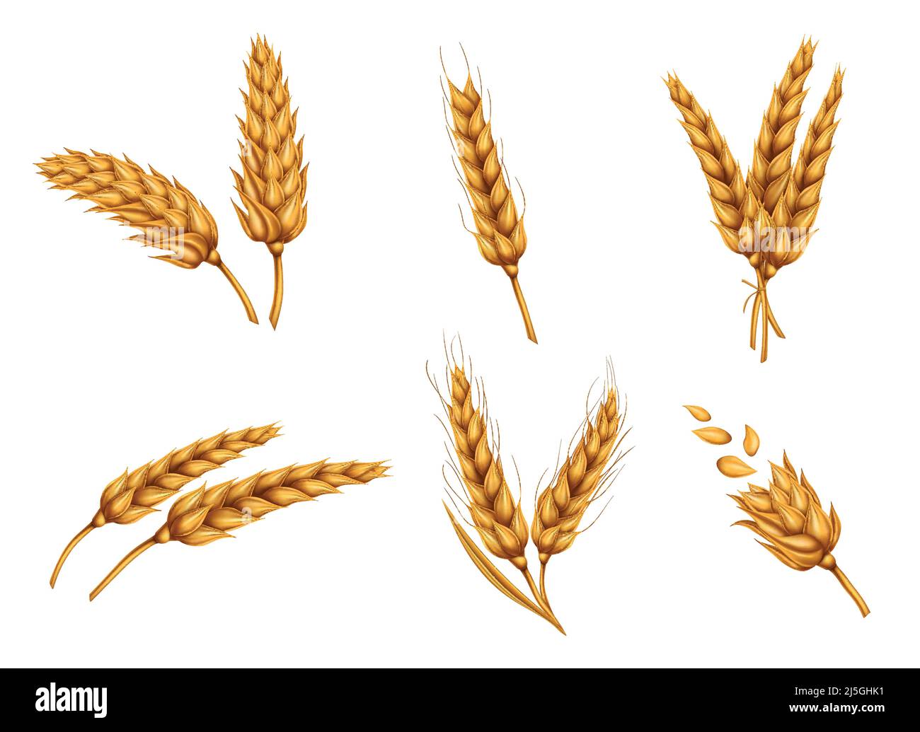 Set of dried wheat ears, bunch of ripe cereals, peeled whole grain ...