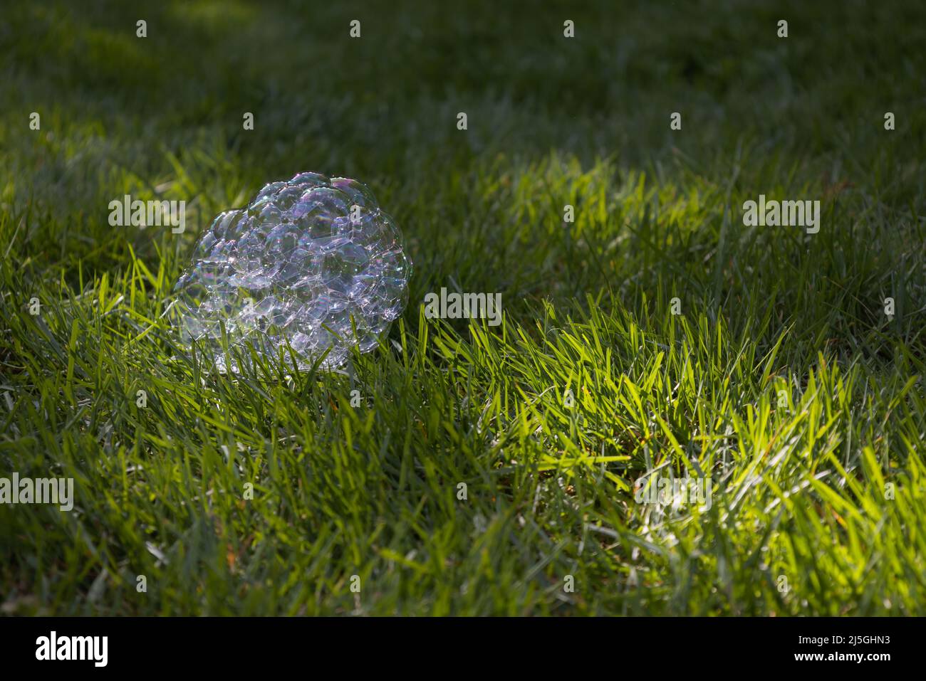 Fallen bubble cluster sitting in cut lawn Stock Photo - Alamy